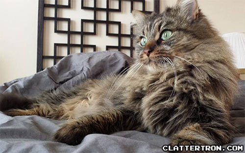 And Then We Adopted Another Cat: Rags (Photo) - Clattertron
